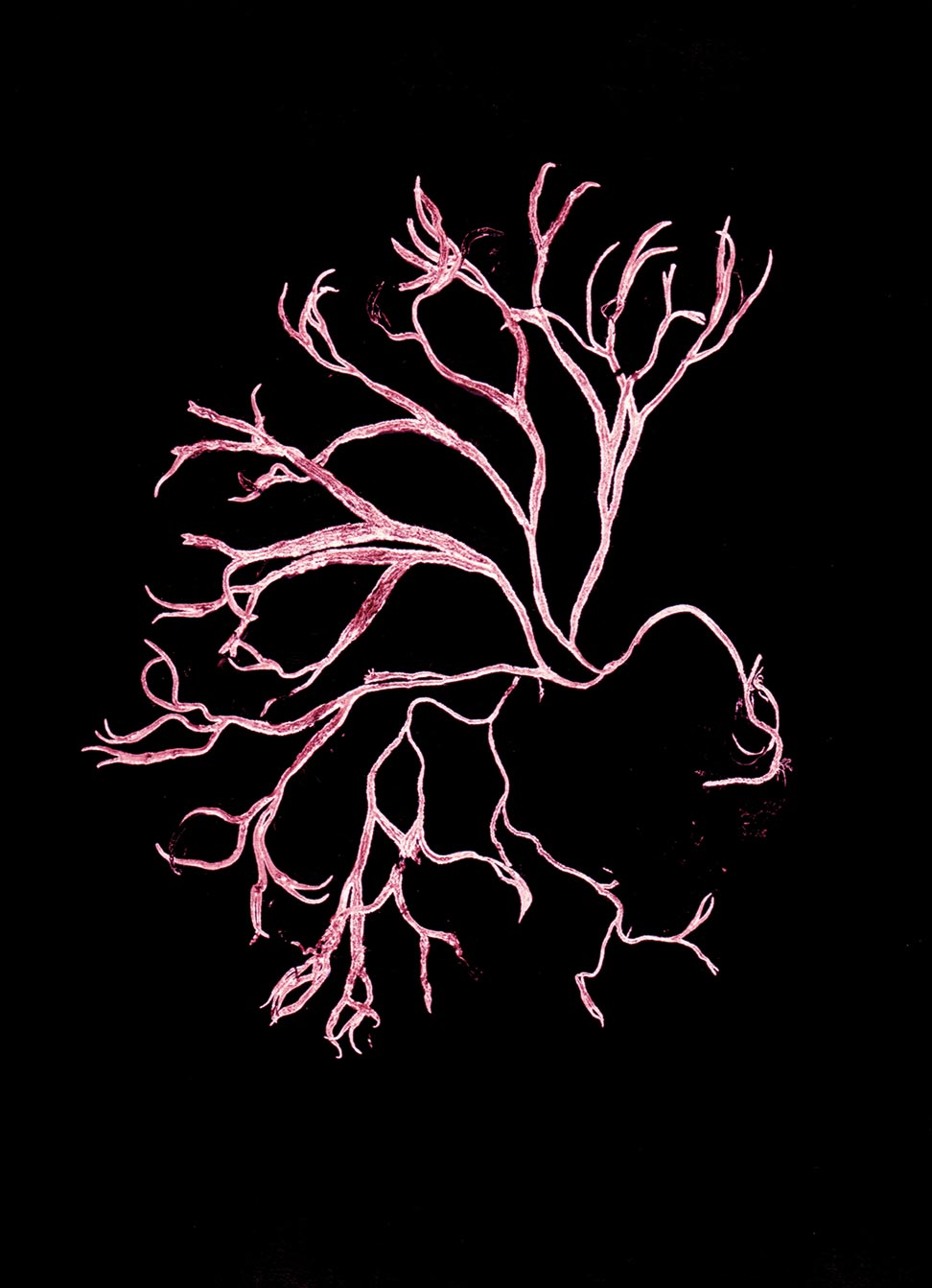 Algae Pink – pernille-folcarelli-shop